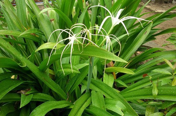 พลับพลึง สรรพคุณและประโยชน์ของพลับพลึงดอกขาว 26 ข้อ